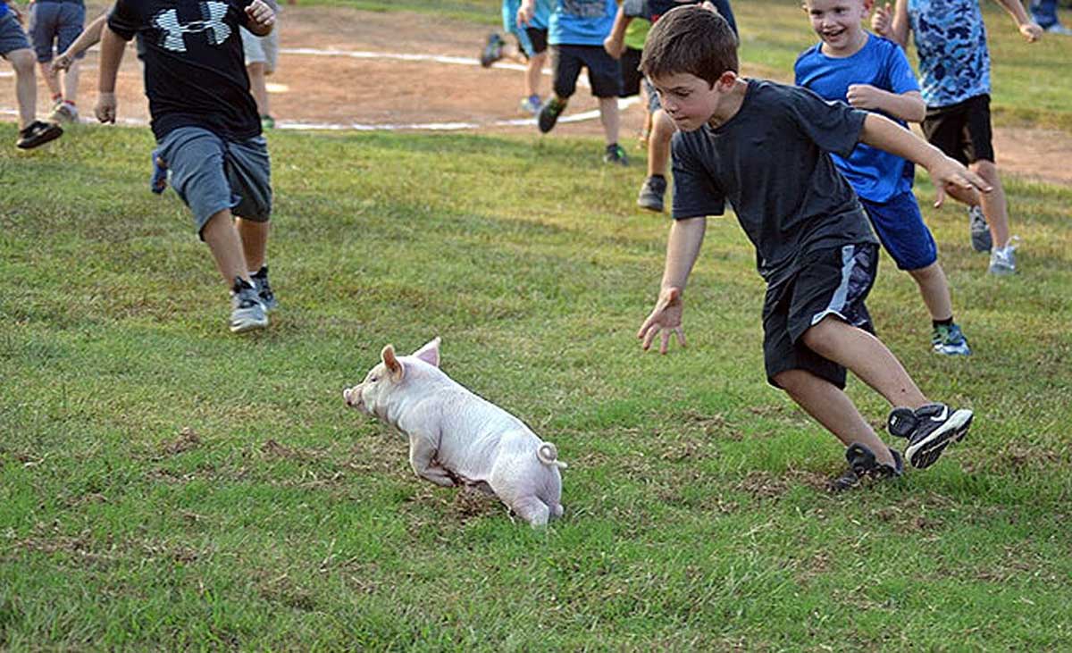 From pig calling to a greased pig chase, Eva celebrates annual Frontier ...