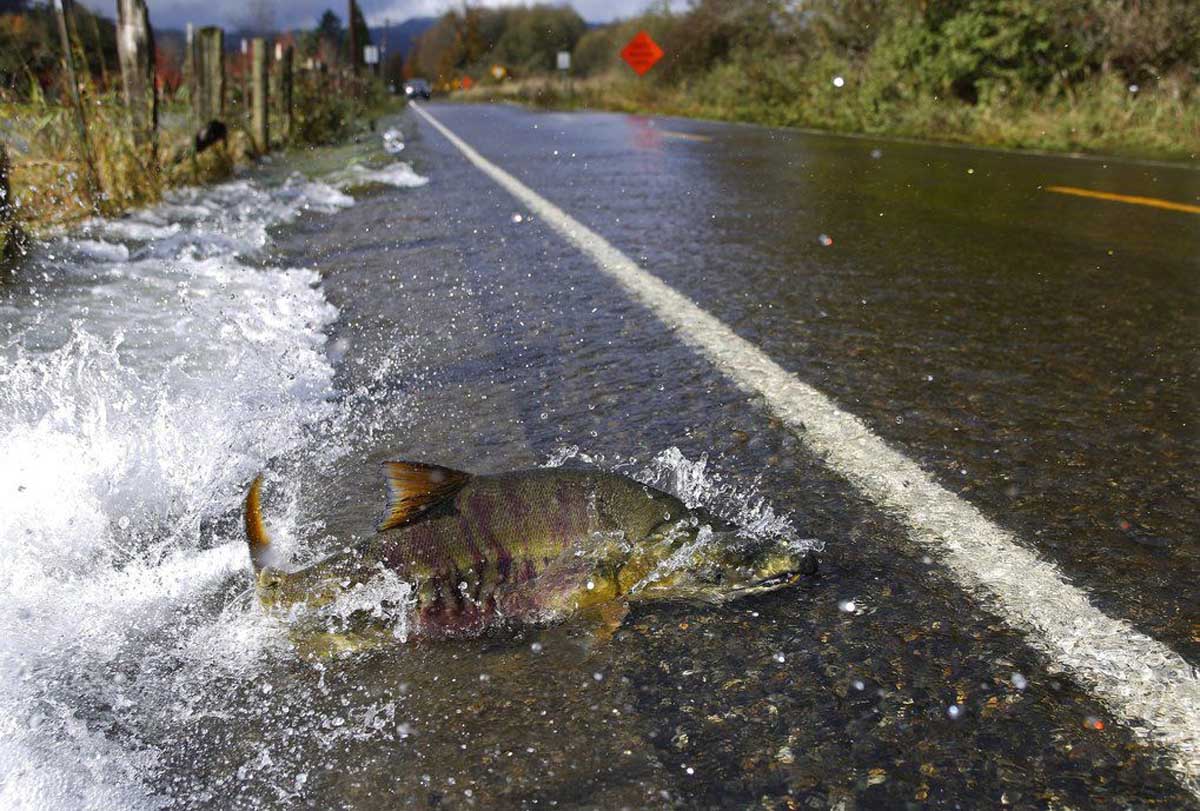Why did the salmon cross the road? Because it was flooded - The Cullman ...