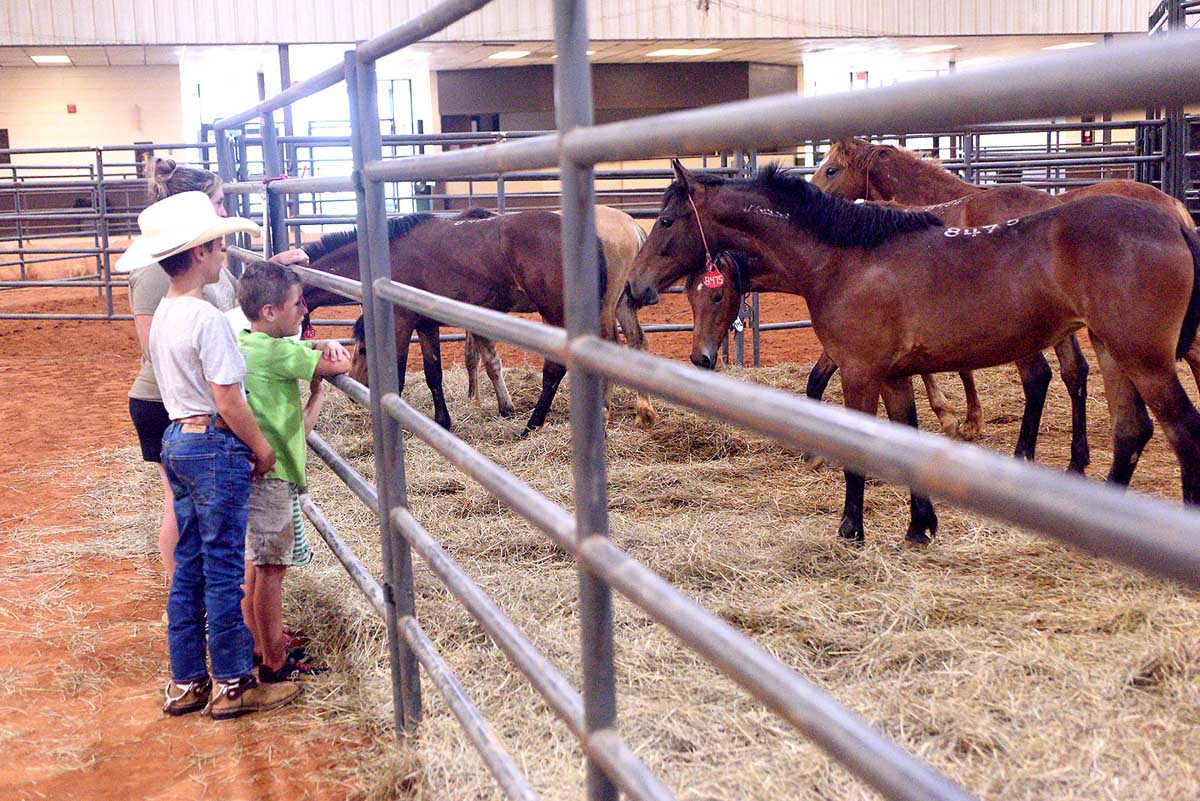 Adopt a wild horse, burro during online corral auction; pick up at ag ...